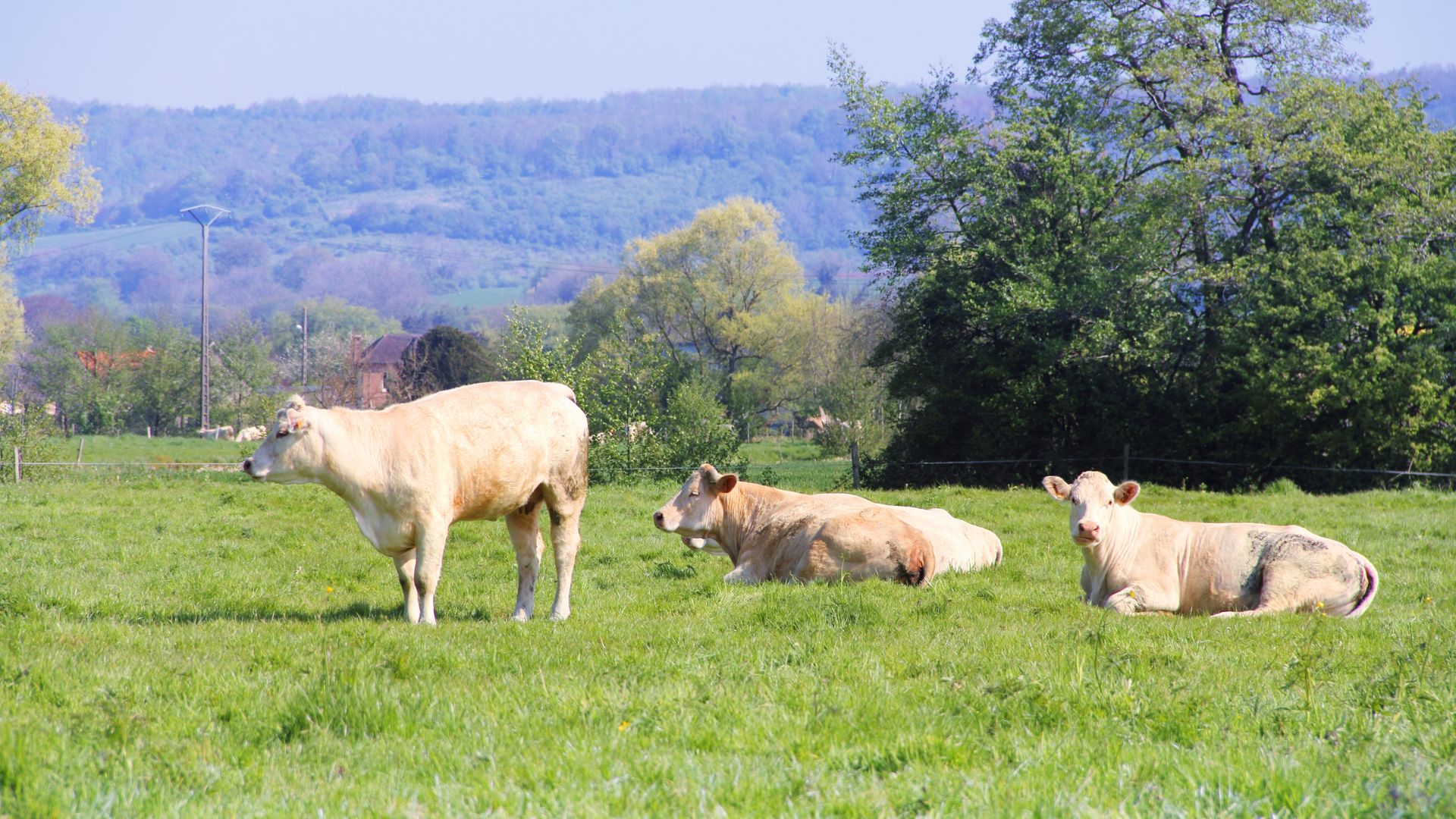 Tout savoir sur le Label bas-carbone en agriculture